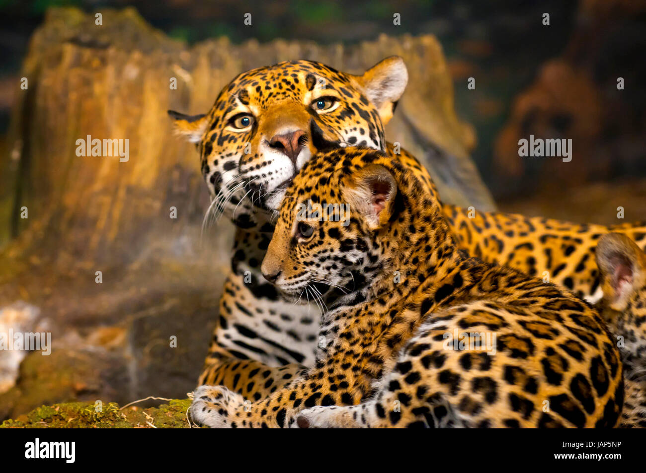 Little Baby Jaguar playing with its mother Stock Photo - Alamy