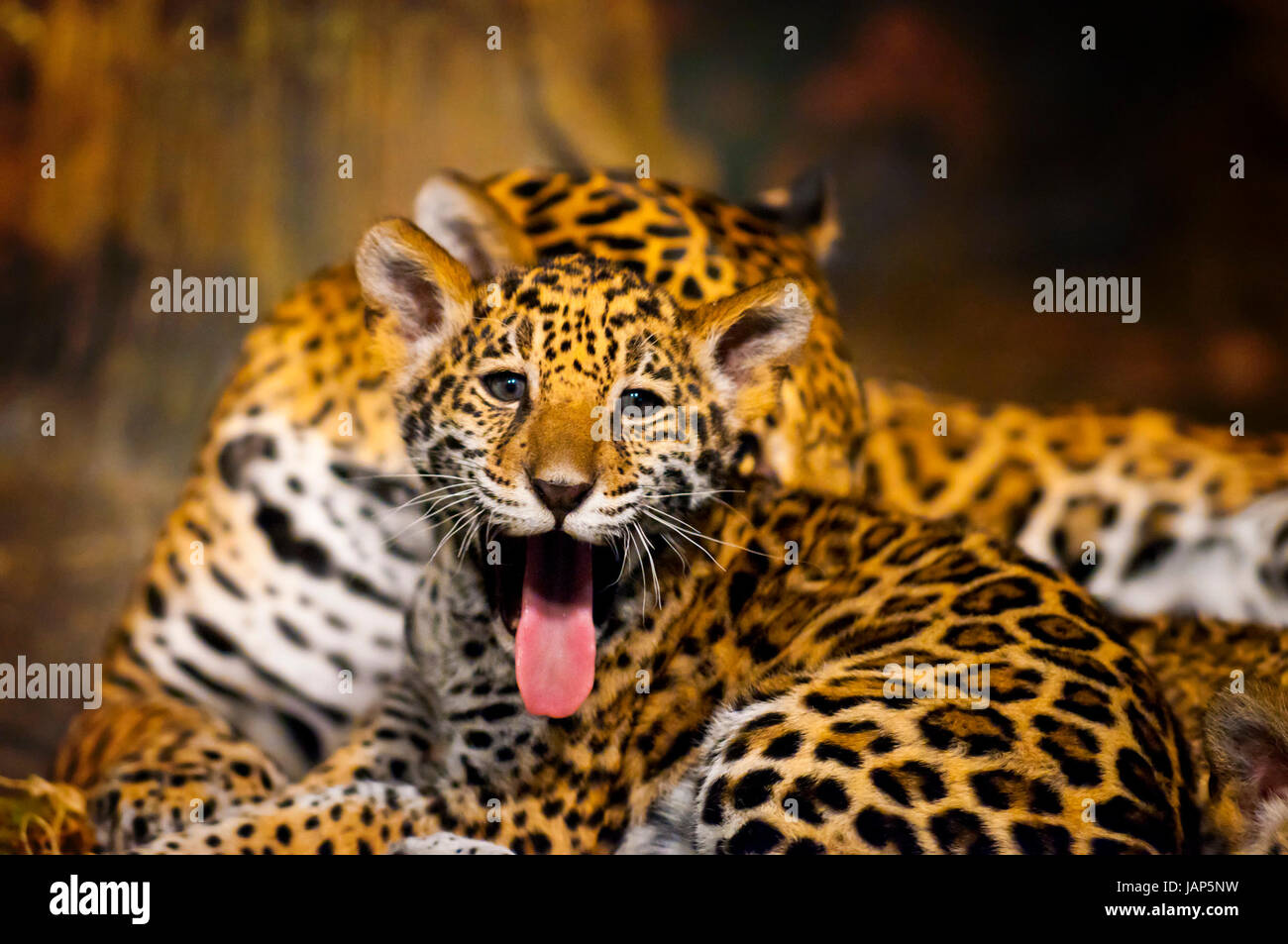 Little Baby Jaguar playing with its mother Stock Photo - Alamy