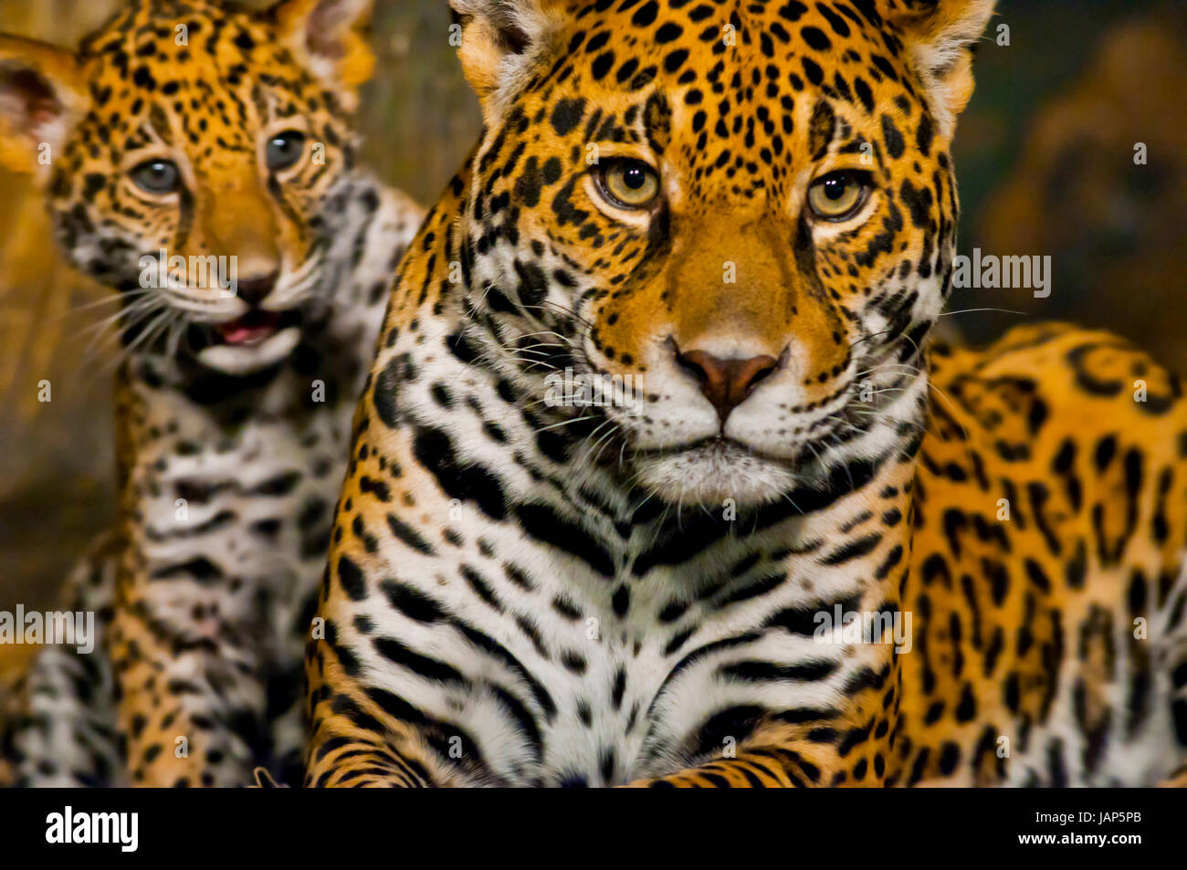 Little Baby Jaguar playing with its mother Stock Photo - Alamy