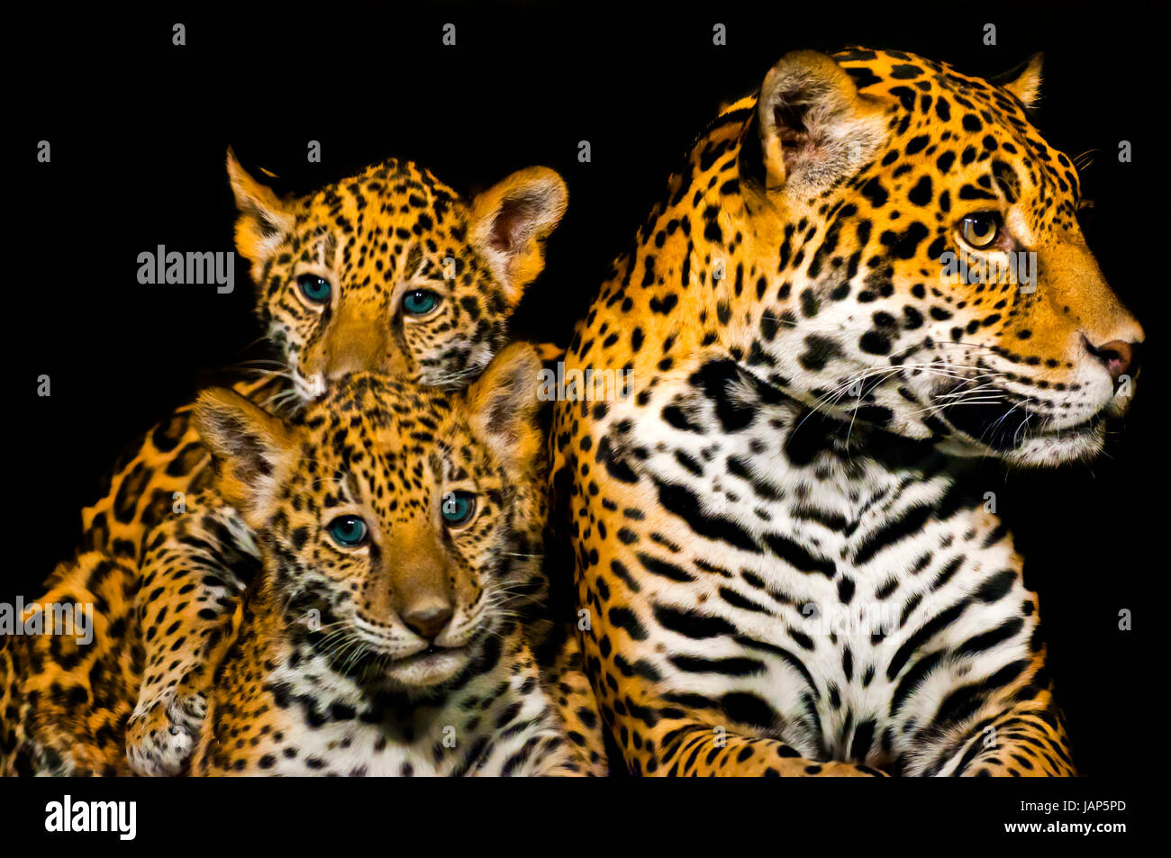 Little Baby Jaguar playing with its mother Stock Photo - Alamy