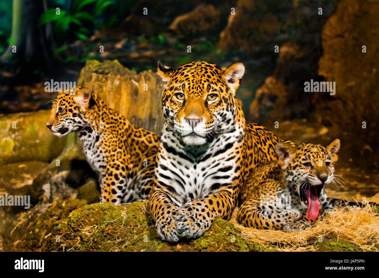 Baby Jaguars And Mom