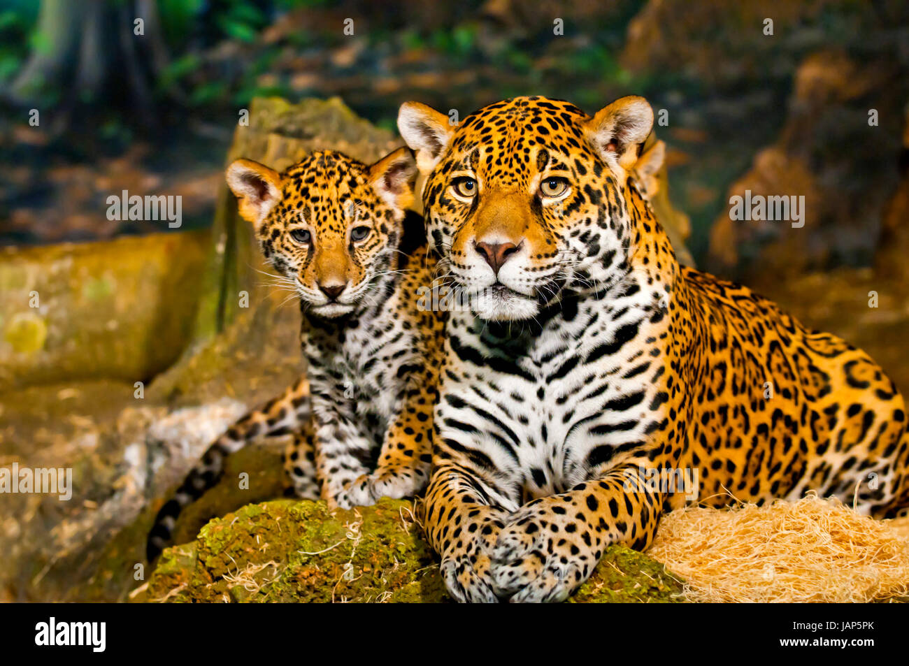 Baby Jaguars Animals