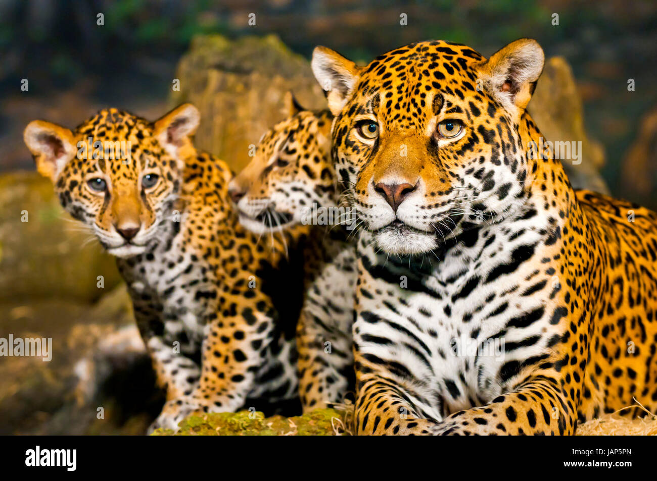 Little Baby Jaguar playing with its mother Stock Photo - Alamy
