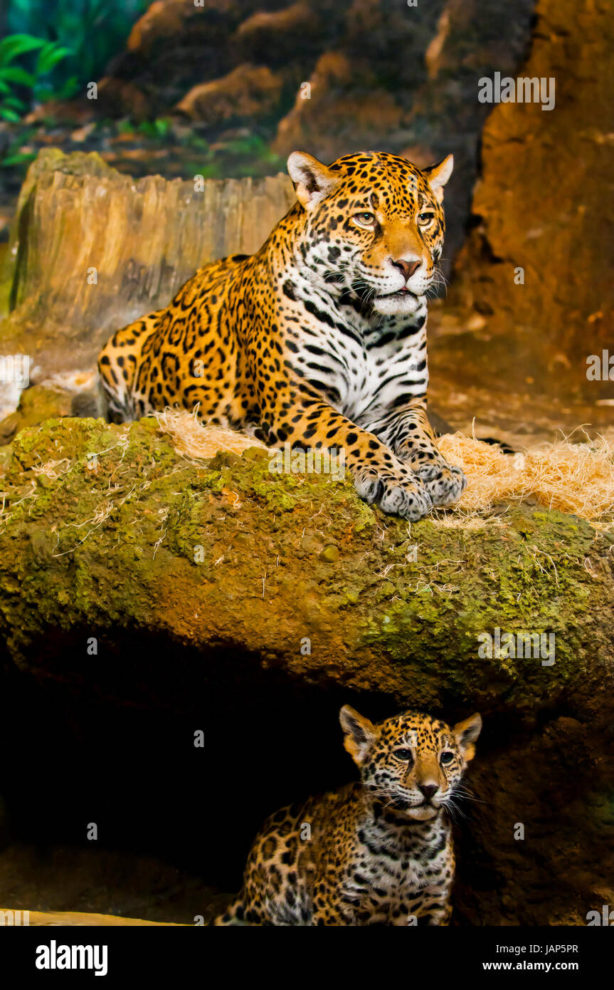 Jaguar on top of tree hi-res stock photography and images - Alamy