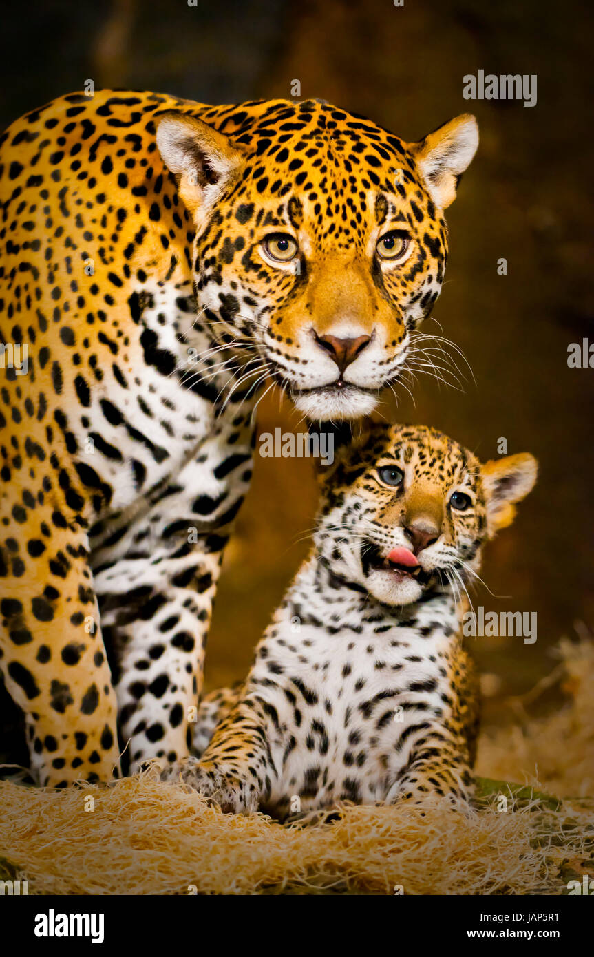 Little Baby Jaguar playing with its mother Stock Photo - Alamy