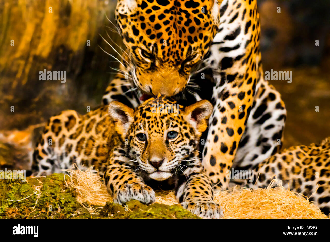 Little baby jaguar playing hi-res stock photography and images - Alamy