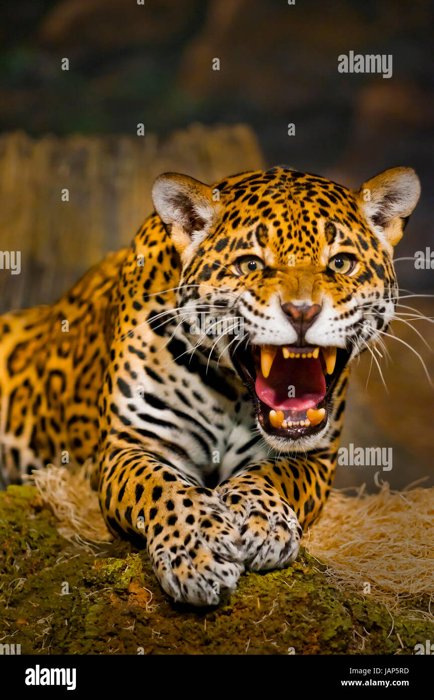 Jaguar Face Roar