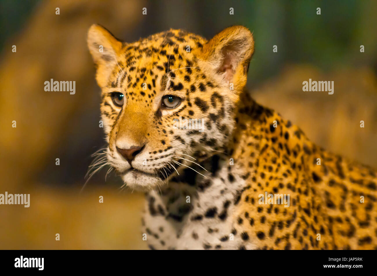 Cute jaguar cub hi-res stock photography and images - Alamy