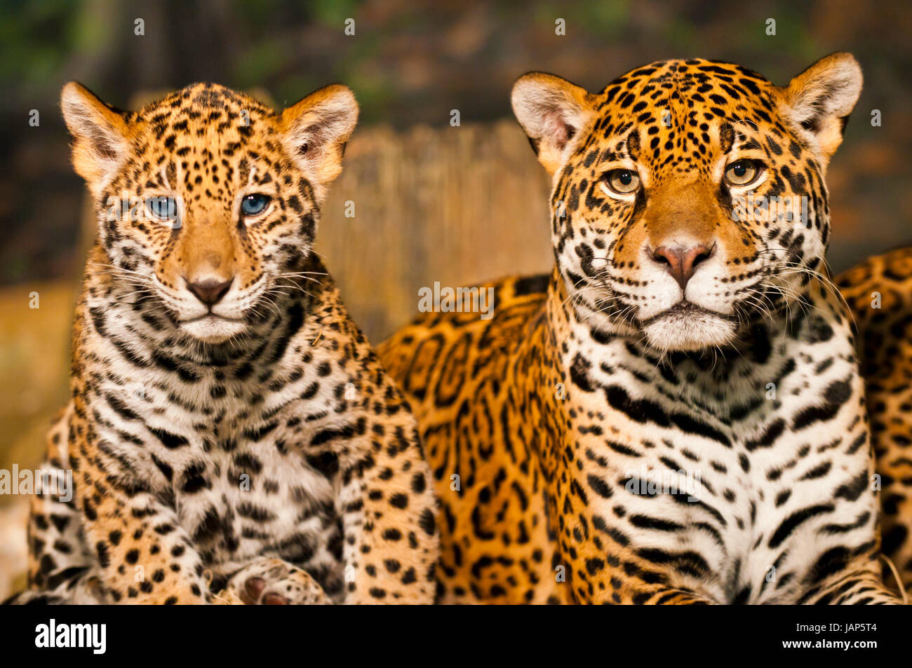 Jaguar Cubs With Mother