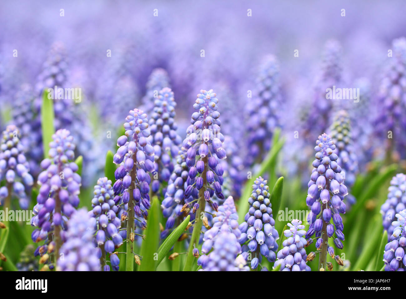 Purple muscari botryoides Stock Photo - Alamy