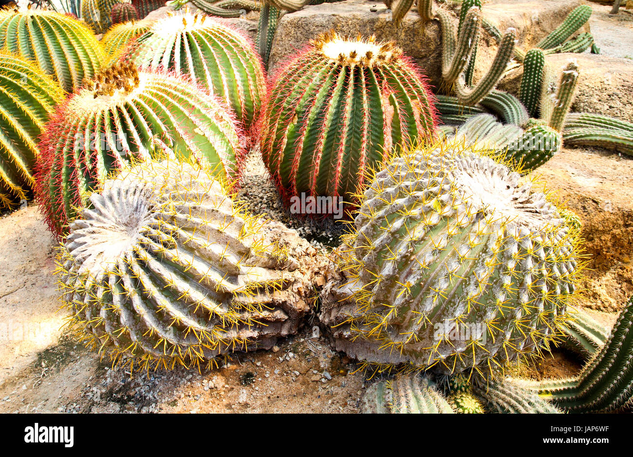 Giant cactus in Nong Nooch Tropical Botanical Garden, Pattaya, Thailand ...