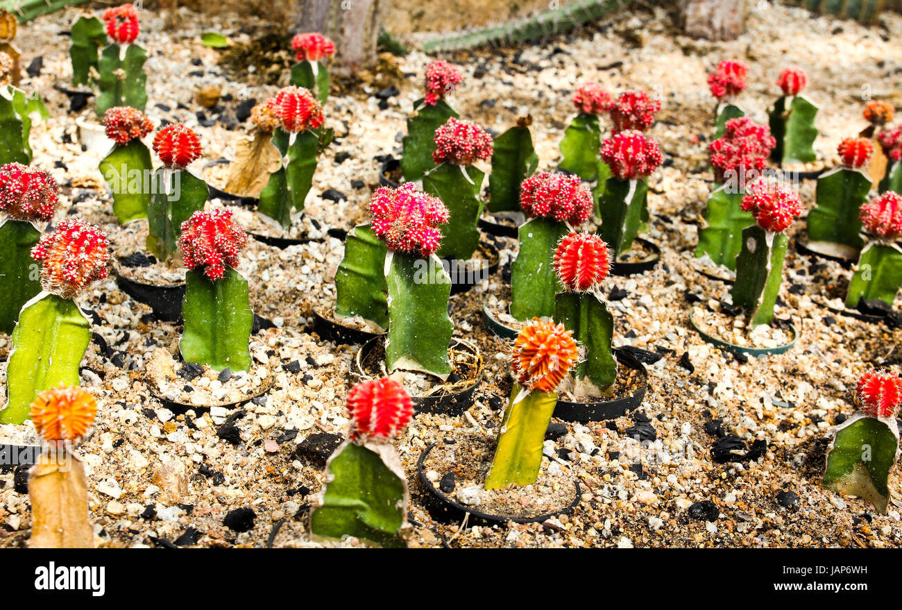 Cactus in Nong Nooch Tropical Botanical Garden, Pattaya, Thailand Stock ...