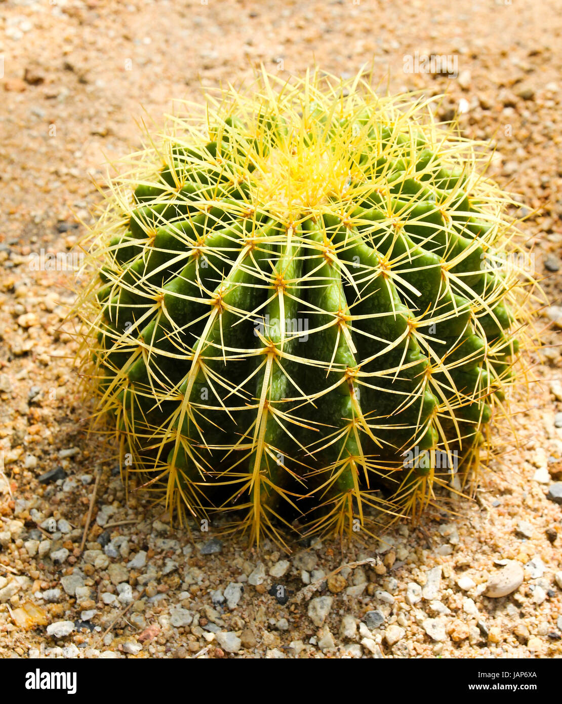 Cactus in Nong Nooch Tropical Botanical Garden, Pattaya, Thailand Stock ...
