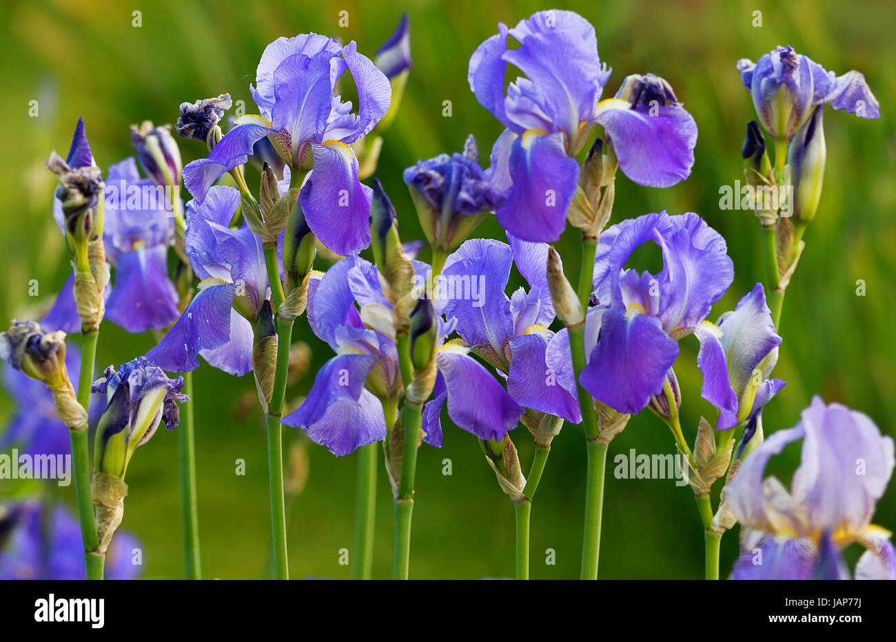 Violette iris hi-res stock photography and images - Alamy
