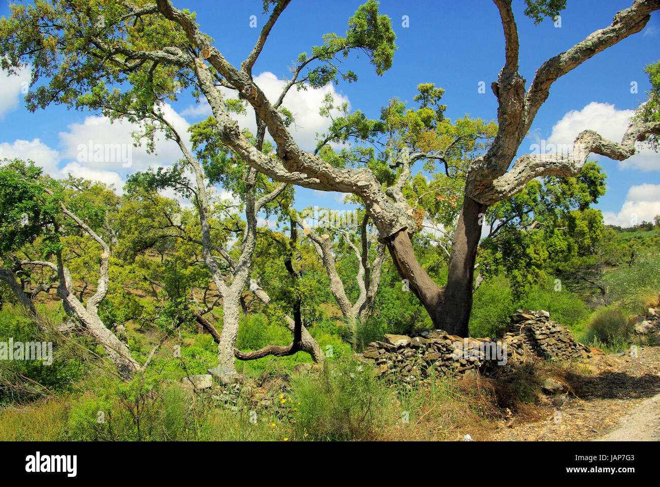 Korkeiche - cork oak 34 Stock Photo - Alamy