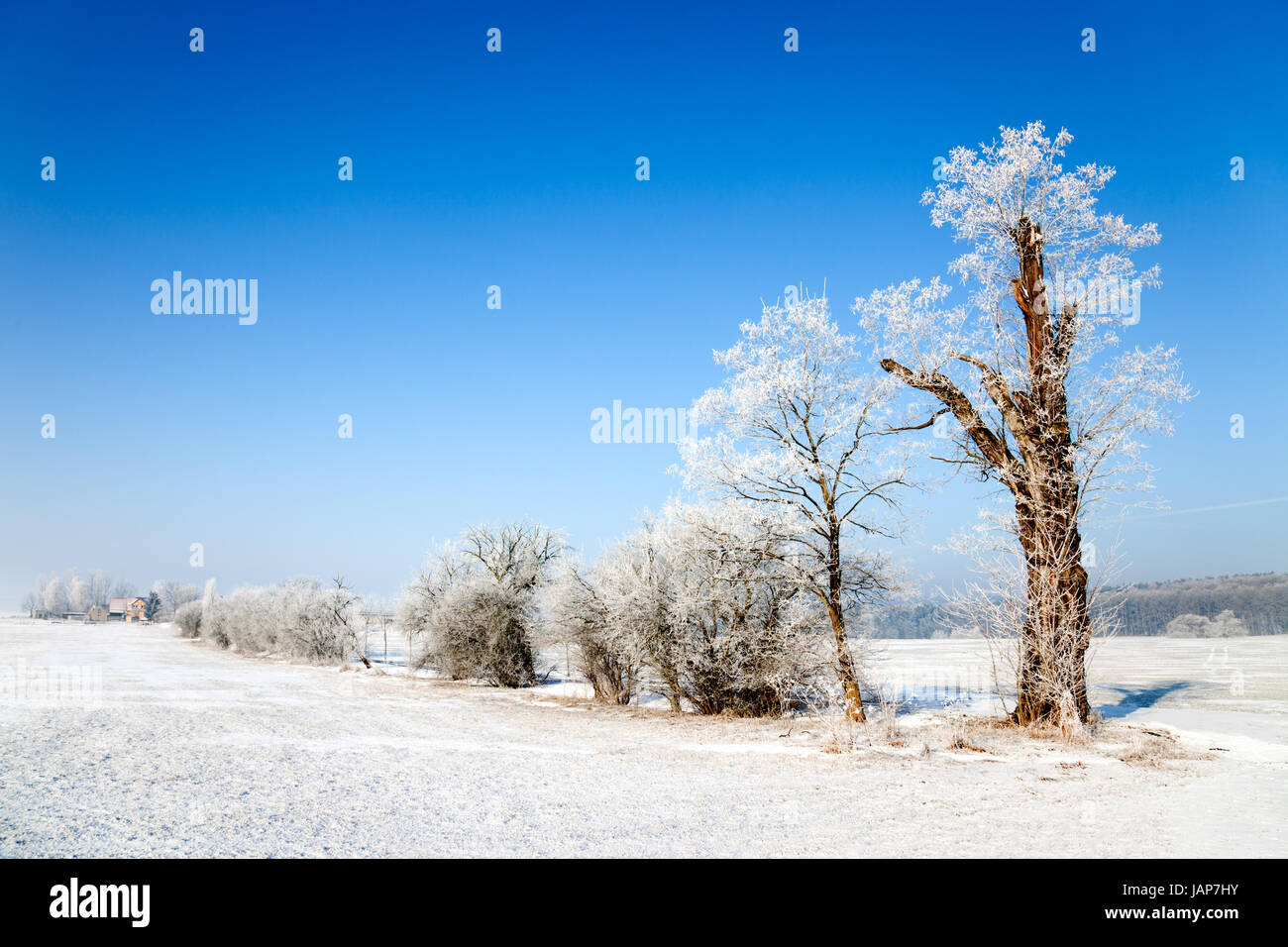 winter landscape with trees Stock Photo - Alamy