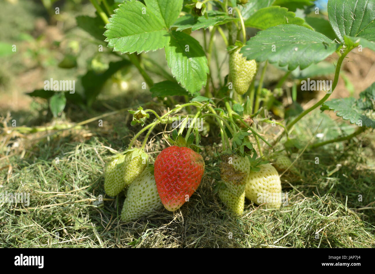 Bunch of green strawberries with a red ripe strawberry in a middle in a ...