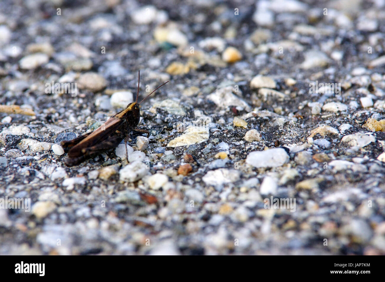 insect on asphalt grasshopper insect Stock Photo - Alamy