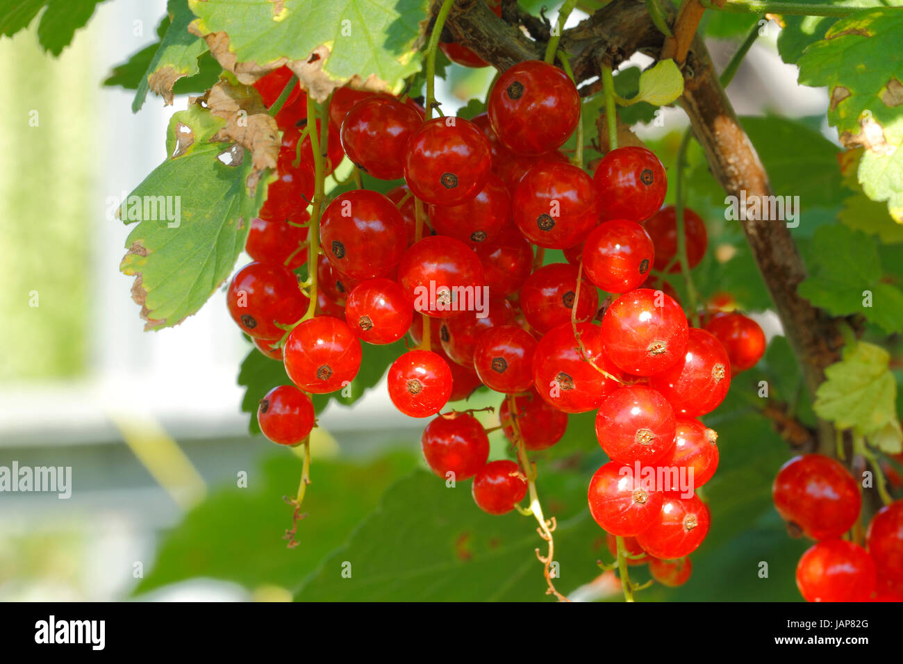 Rote johannisbeeren hi-res stock photography and images - Alamy