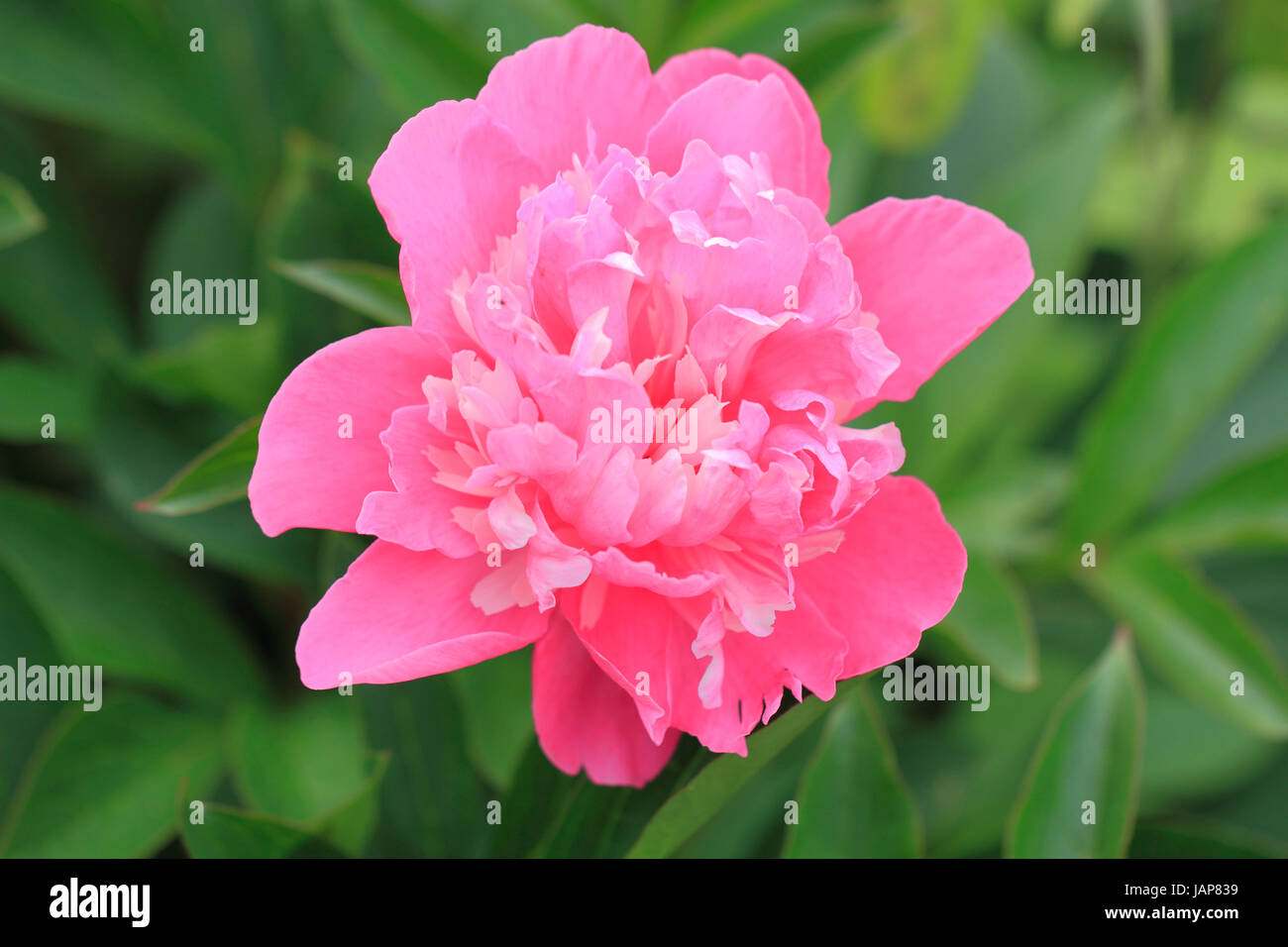 Nahaufnahme pfingstrose hi-res stock photography and images - Alamy