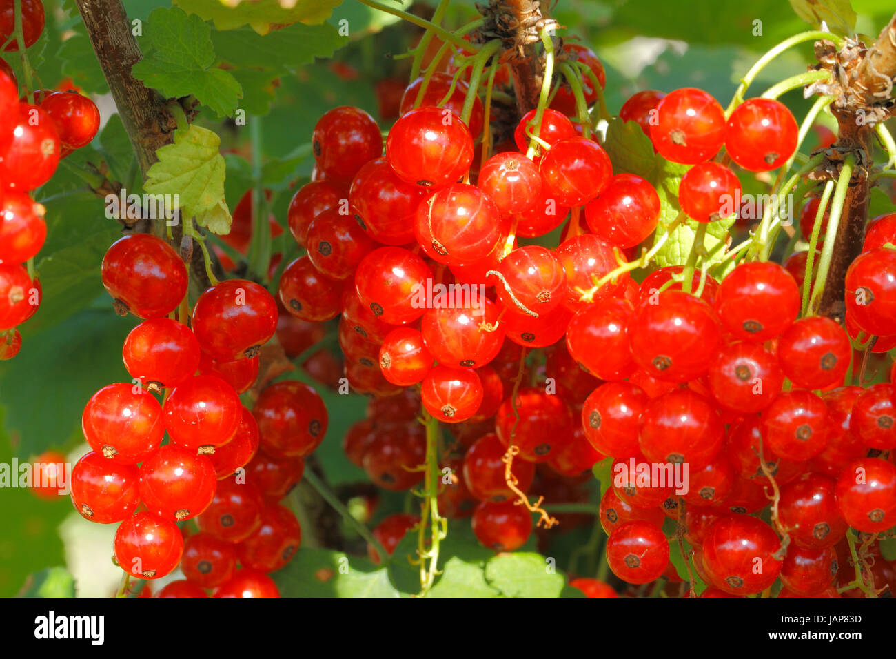Rote Johannisbeeren an einem Johannisbeerstrauch (Ribes rubrum Stock ...