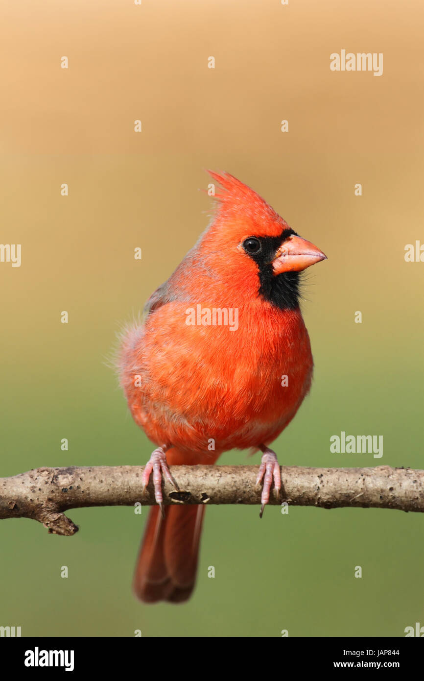 Male Northern Cardinal (cardinalis cardinalis) on a branch with a ...