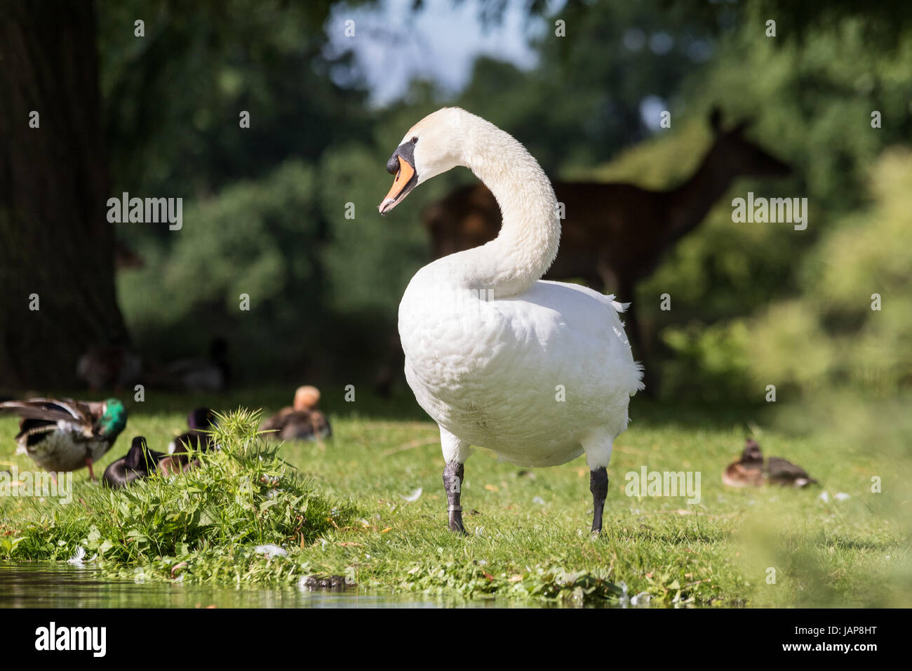 Bushy Park, West London. 7th June 2017. A mute swan, geese and a deer ...