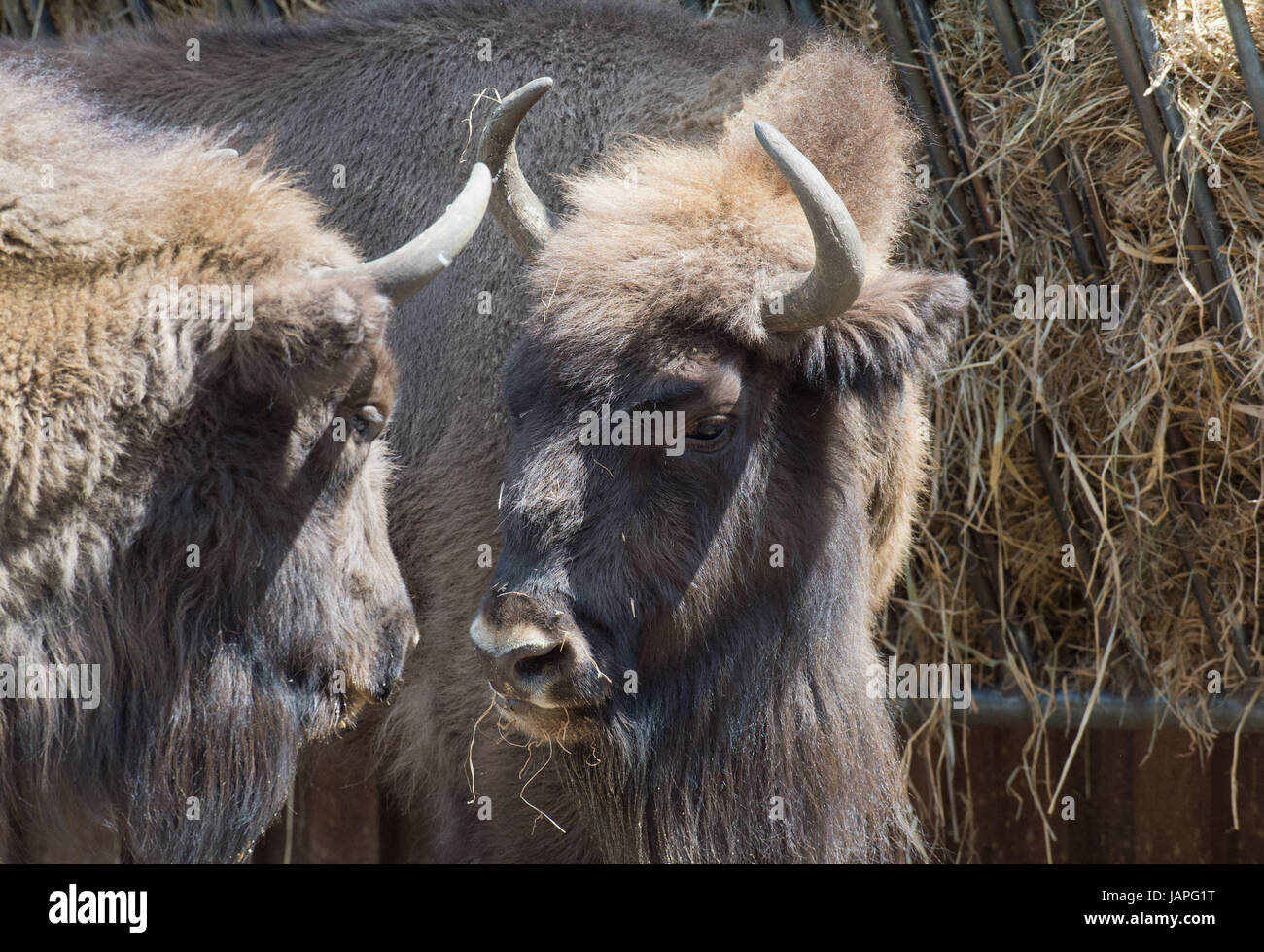 Praetonow, Germany. 7th June, 2017. Wisents in a special enclosure in ...