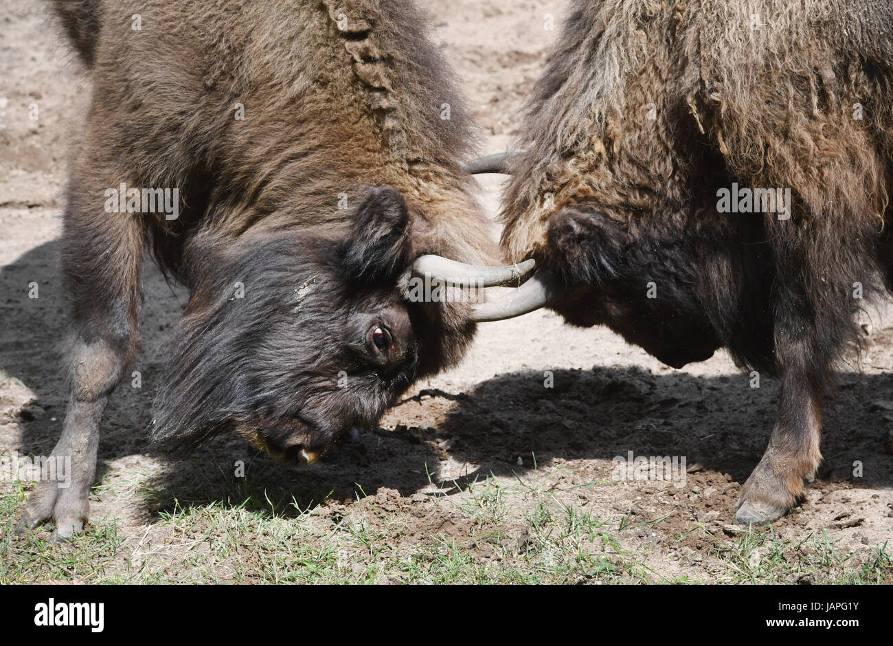 Praetonow, Germany. 7th June, 2017. Wisents in a special enclosure in ...