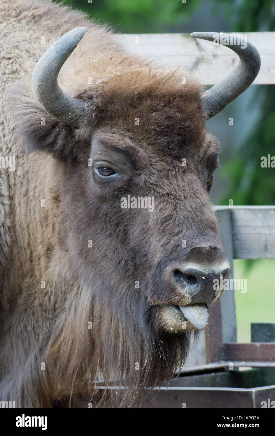 Praetonow, Germany. 7th June, 2017. A wisent in a special enclosure in ...