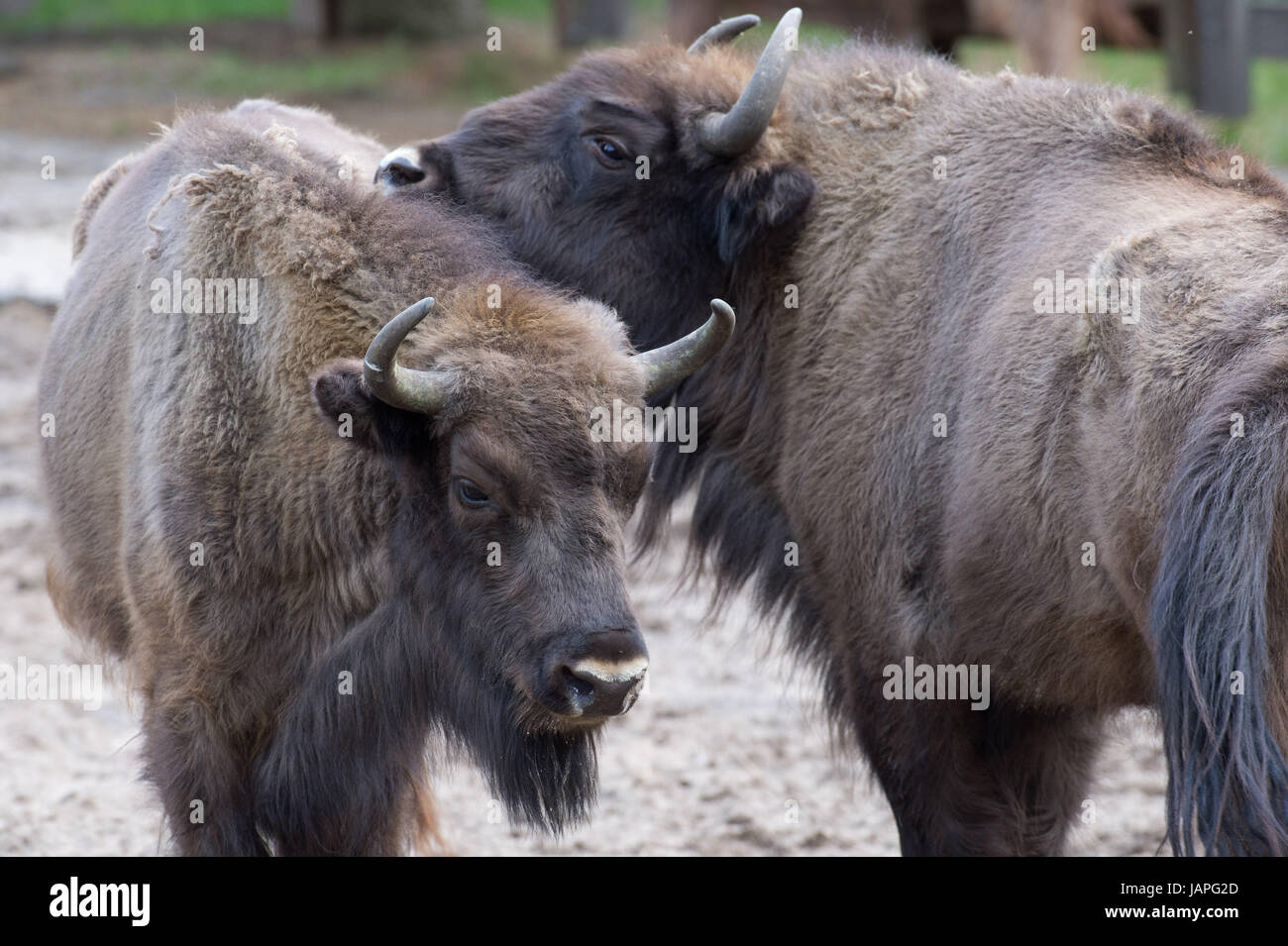 Praetonow, Germany. 7th June, 2017. Wisents in a special enclosure in ...