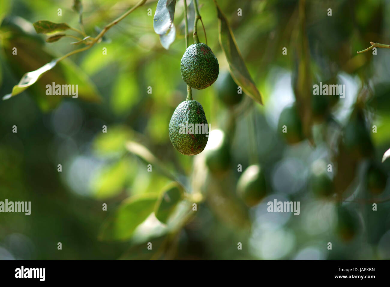 Uruapan. 3rd June, 2017. Photo taken on June 3, 2017 shows avocados at ...