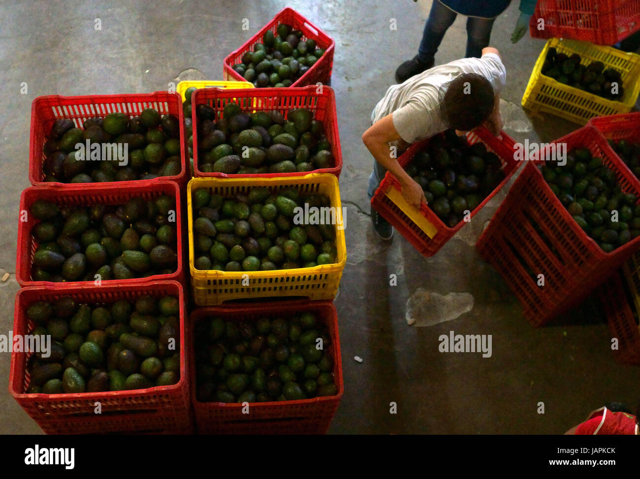 Avocado production uruapan hi-res stock photography and images - Alamy