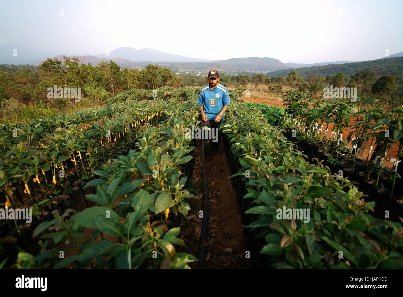 Avocado production mexico hi-res stock photography and images - Alamy