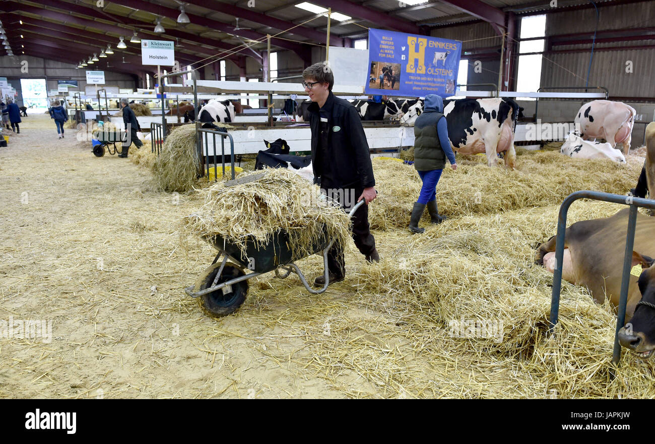 Ardingly Sussex, UK. 8th June, 2017. Cattle farmers prepare for the ...