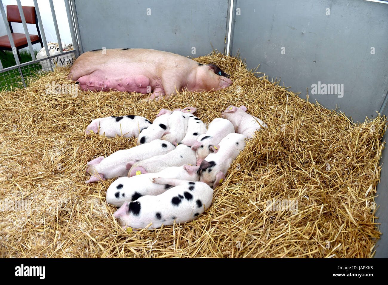 Family with pigs hi-res stock photography and images - Alamy