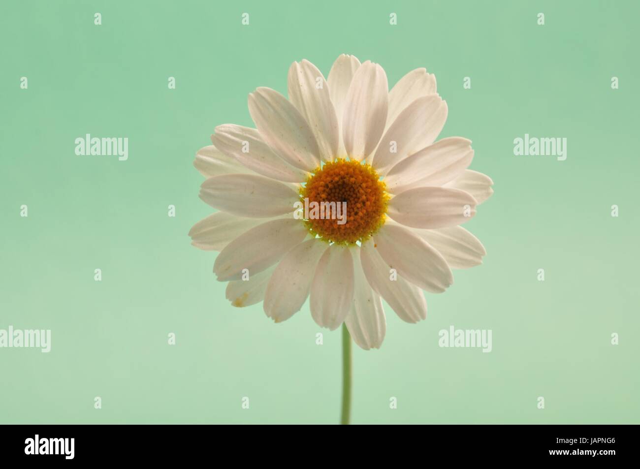 White daisy, studio shot Stock Photo - Alamy