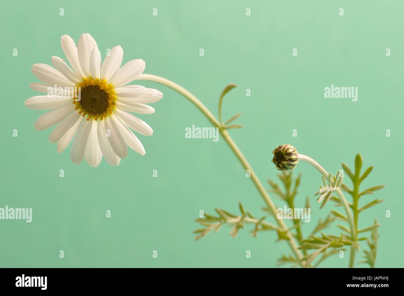 White daisy, studio shot Stock Photo - Alamy