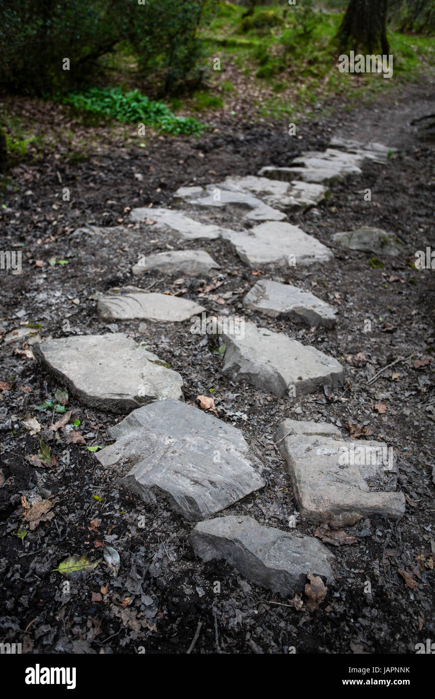 Looking down on to a set of stepping stones on the forest floor laid ...