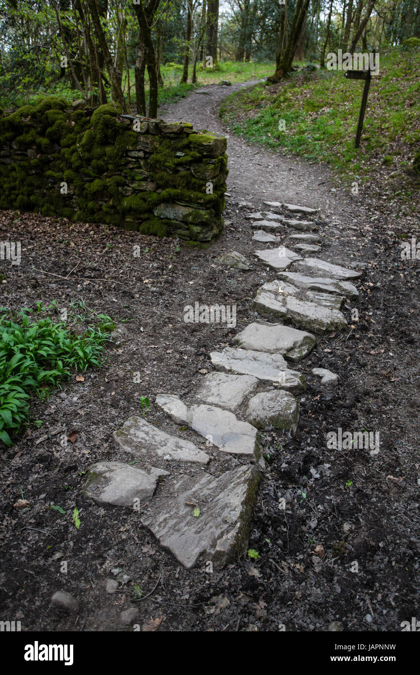 Looking down on to a set of stepping stones on the forest floor laid ...