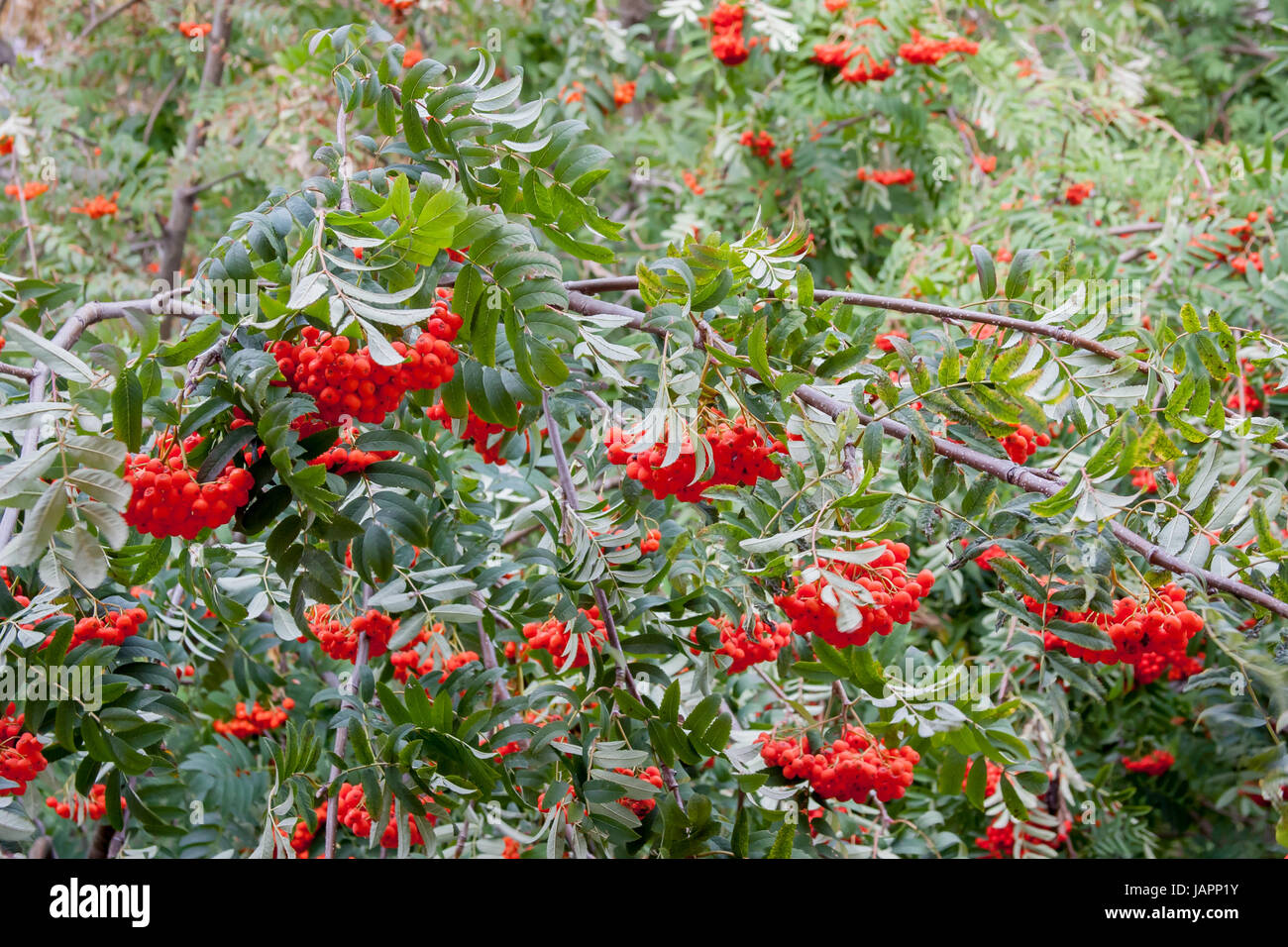Mountain ash tree flowers hi-res stock photography and images - Alamy