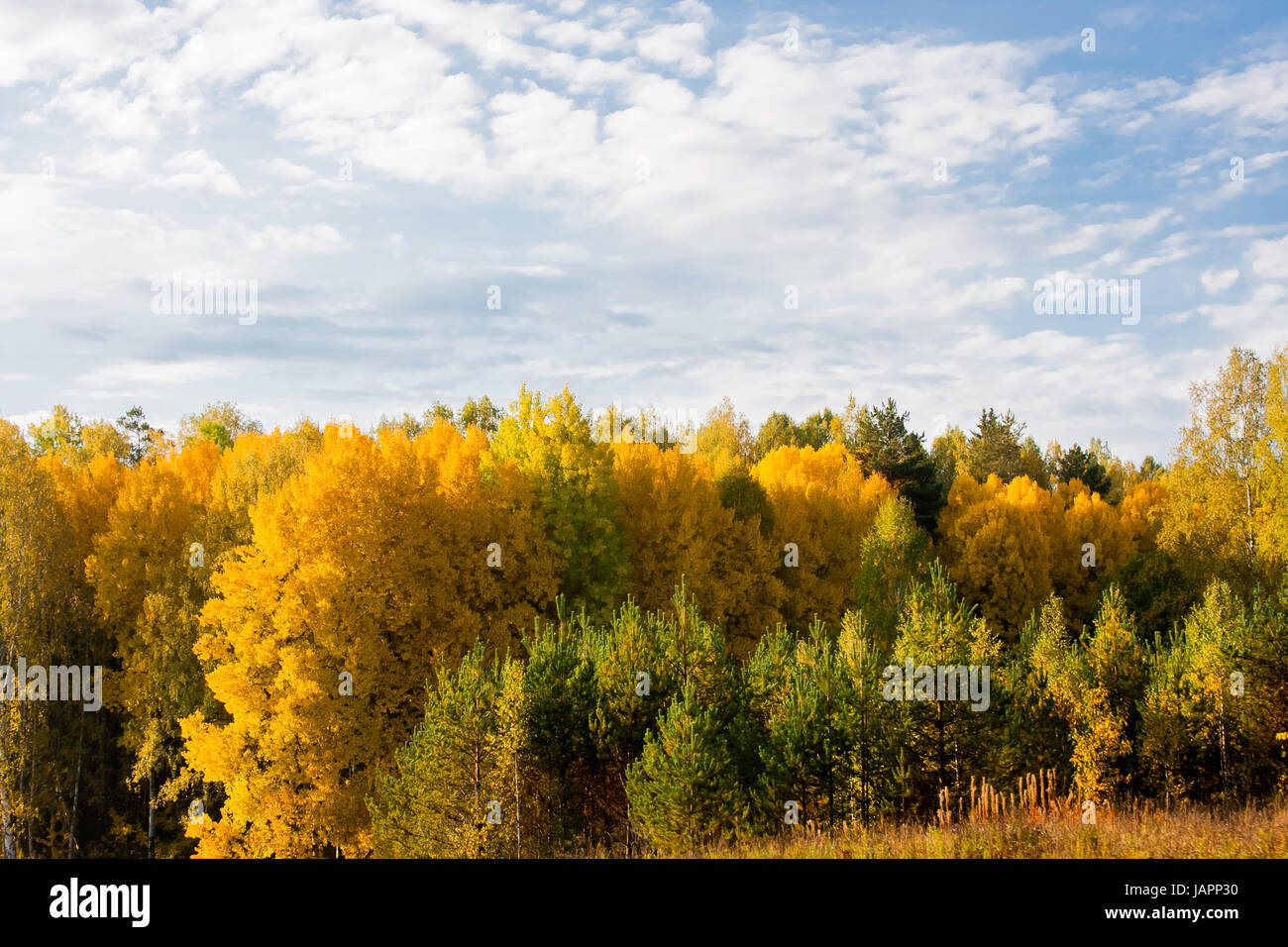 Golden Autumn - beautiful trees with yellow leaves against the blue sky ...