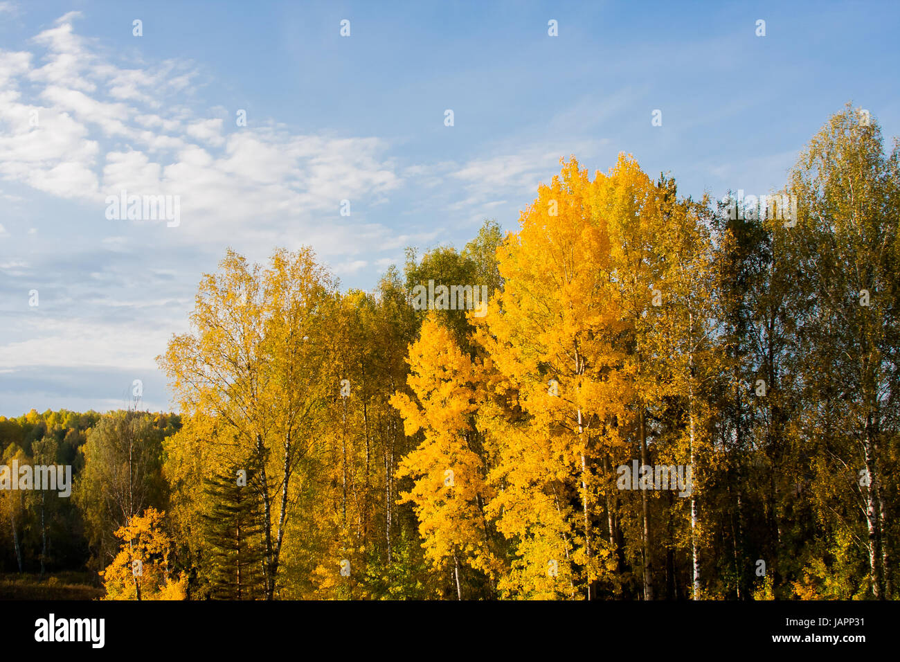 Golden Autumn - beautiful trees with yellow leaves against the blue sky ...