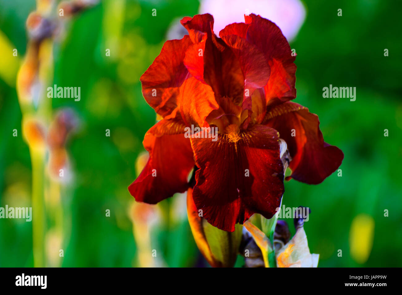 Beautiful floral background. Amazing view of the bright red iris ...