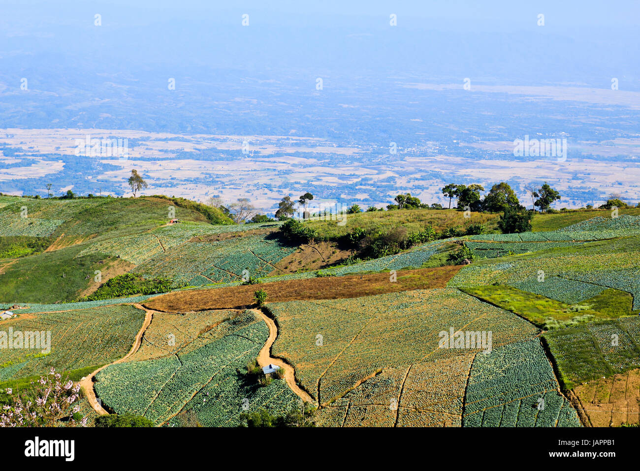 Vegetable field on the mountain Stock Photo - Alamy