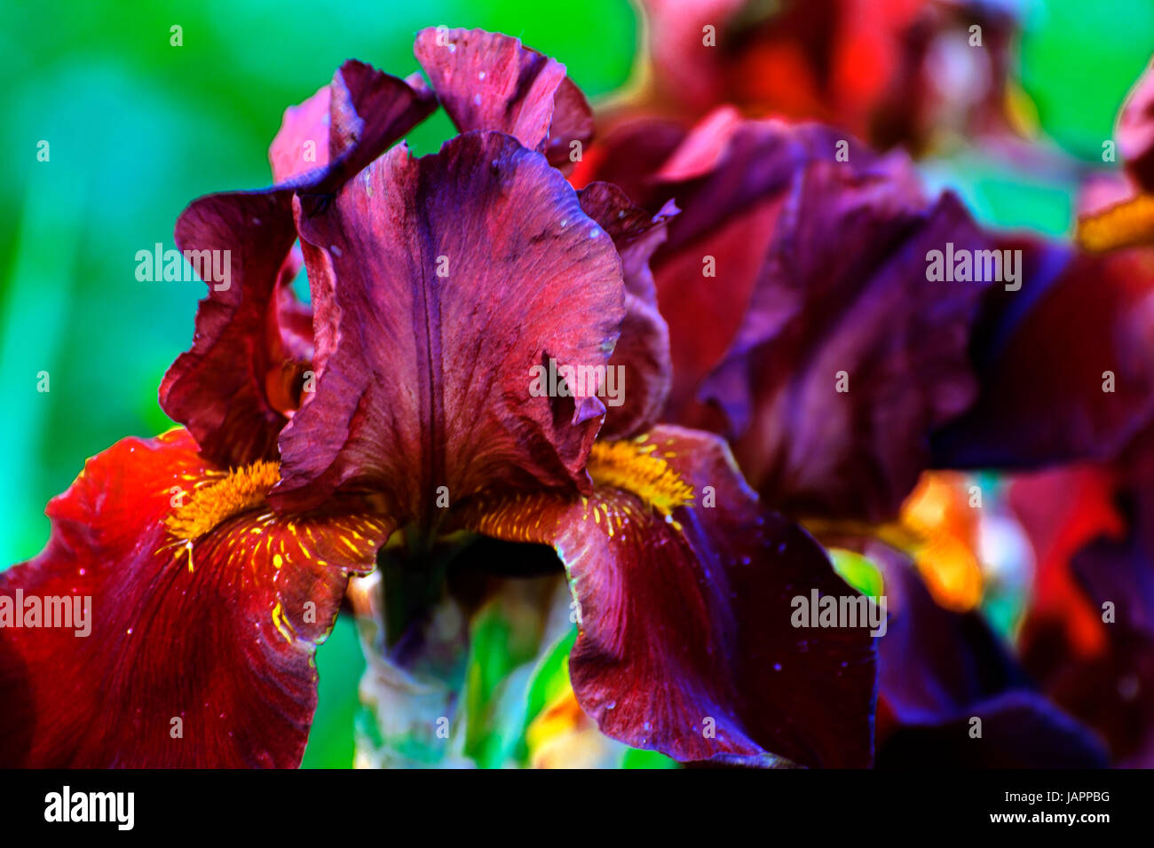 Beautiful floral background. Amazing view of the bright red iris ...