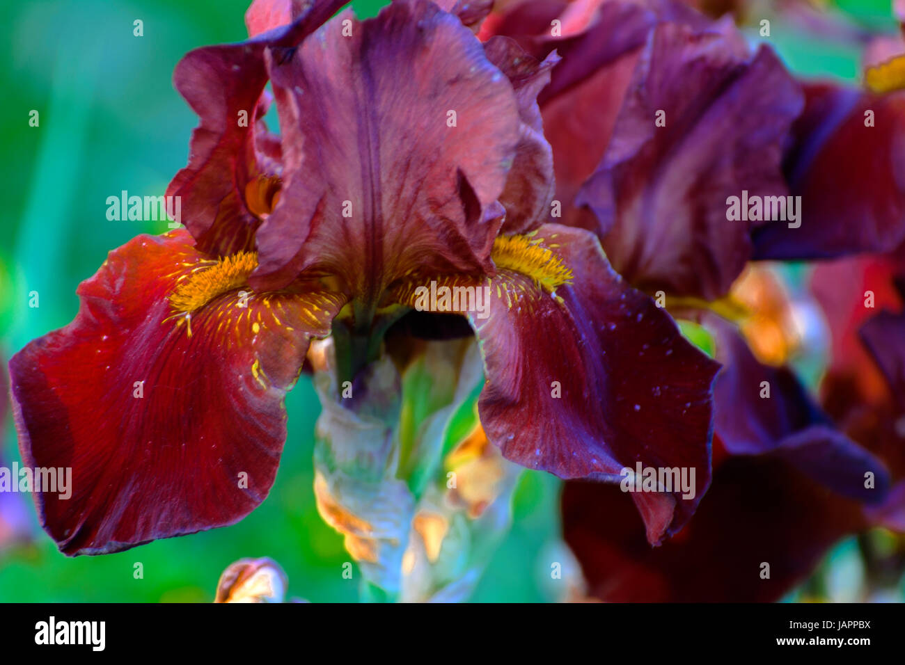 Beautiful floral background. Amazing view of the bright red iris ...