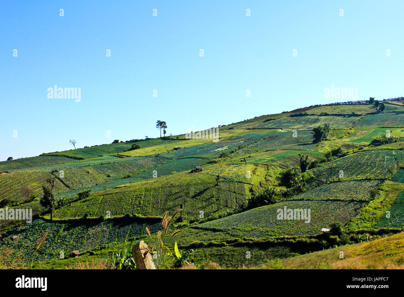 Vegetable field on the mountain Stock Photo - Alamy