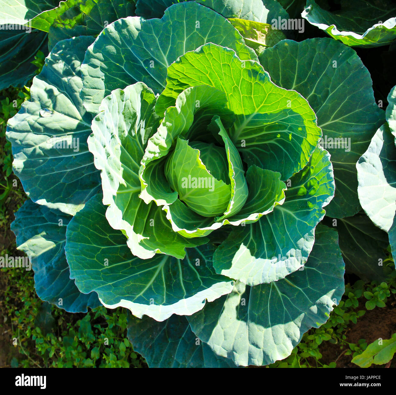 Cabbage head in a field Stock Photo - Alamy