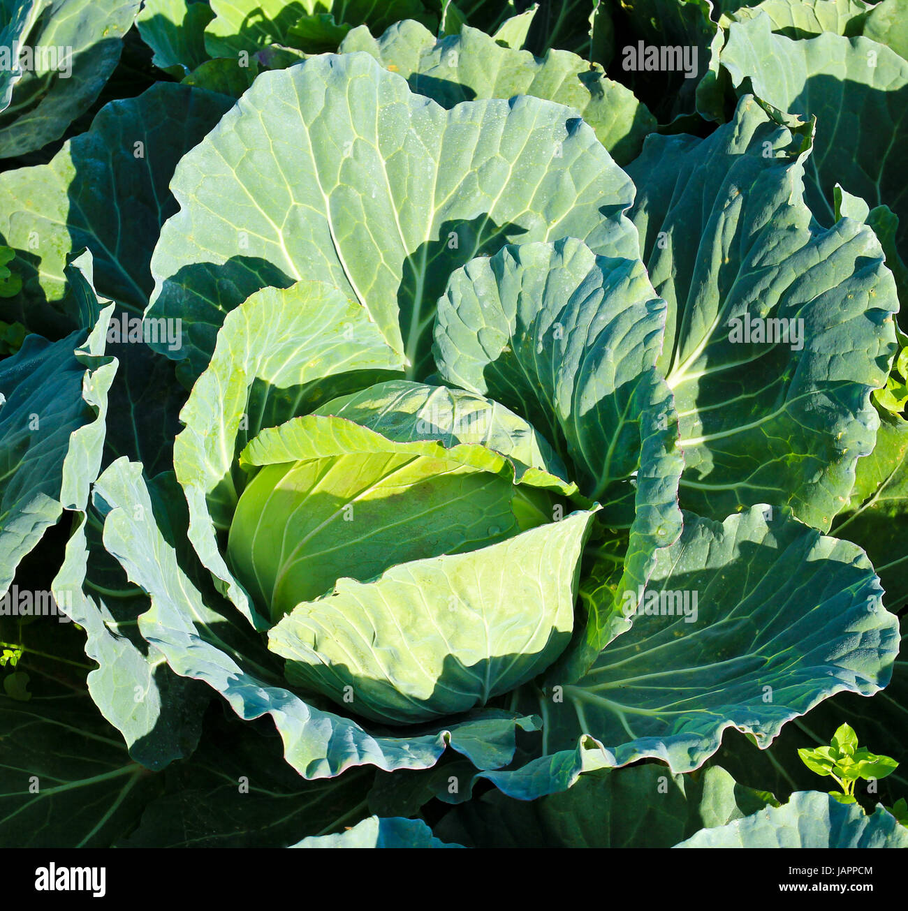 Cabbage head in a field Stock Photo - Alamy